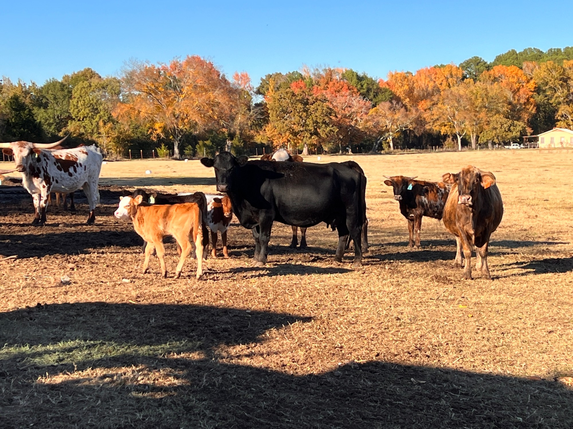 Hidden Creek Ranch – Warmblood Sporthorses and Working Cattle Ranch