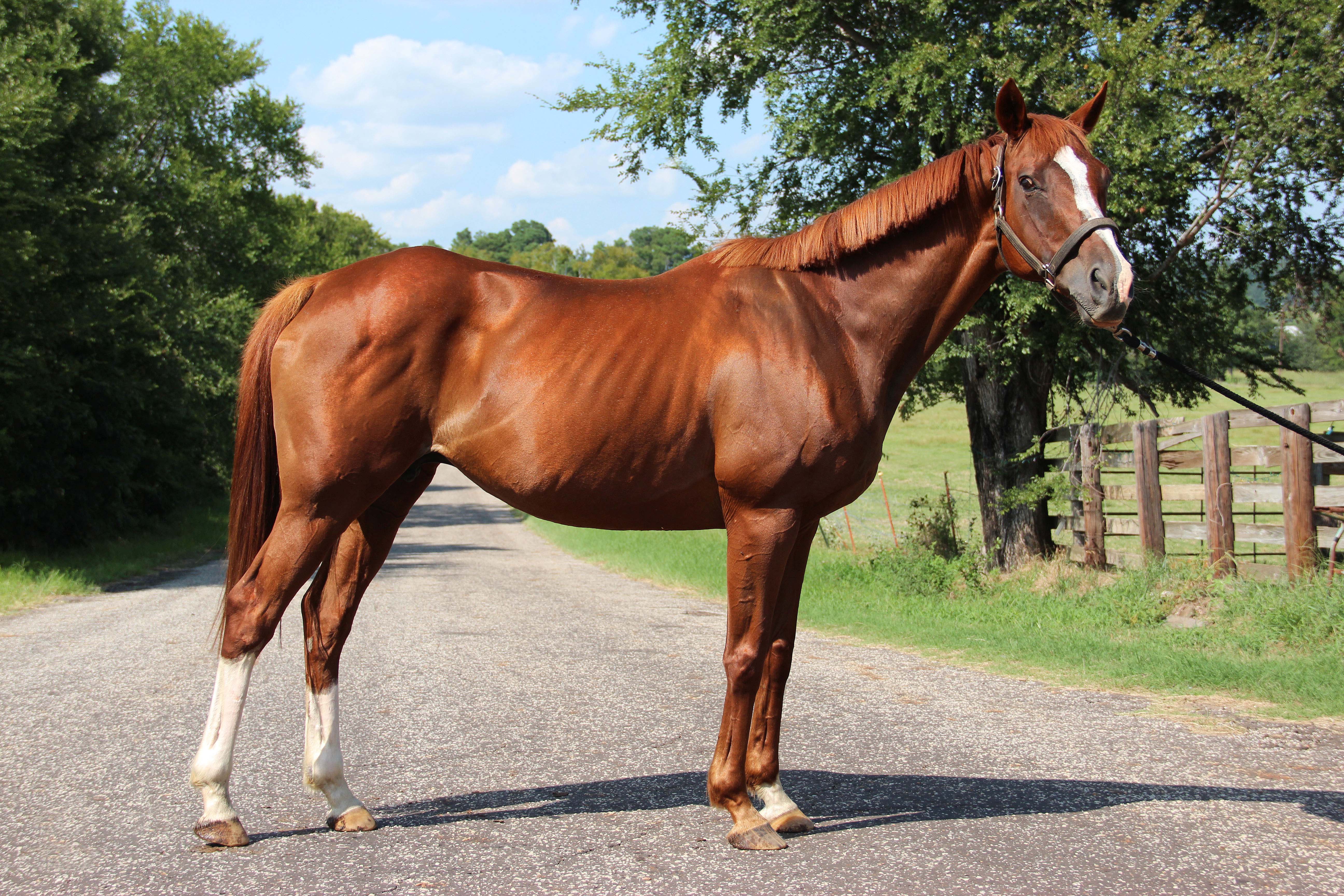 Doolittle Daisy – Hidden Creek Ranch