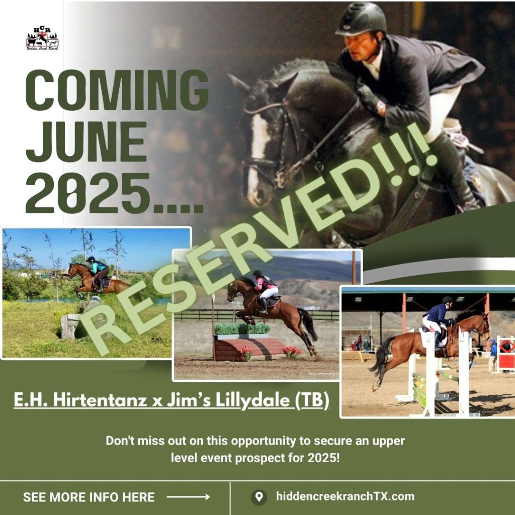 Horses For Sale – Hidden Creek Ranch