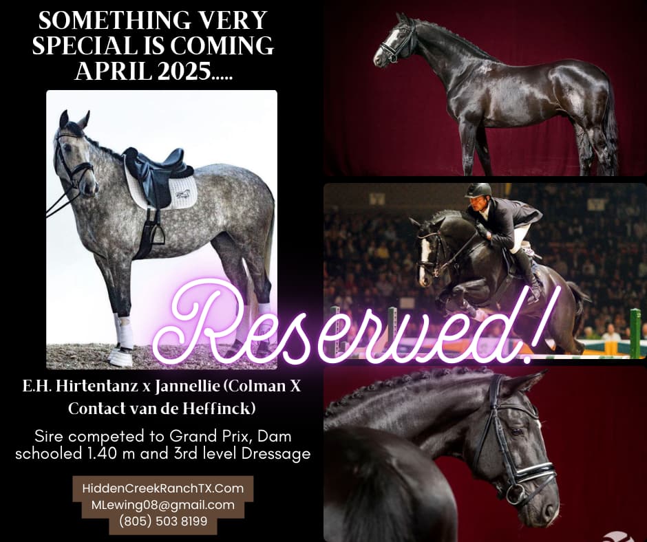 Horses For Sale – Hidden Creek Ranch