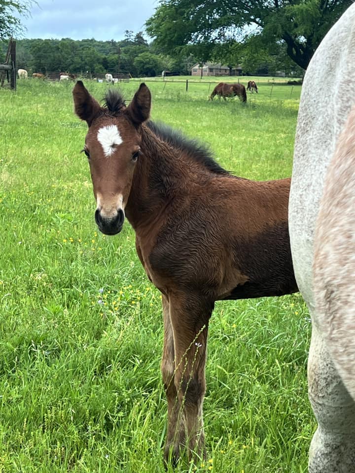 Horses For Sale – Hidden Creek Ranch