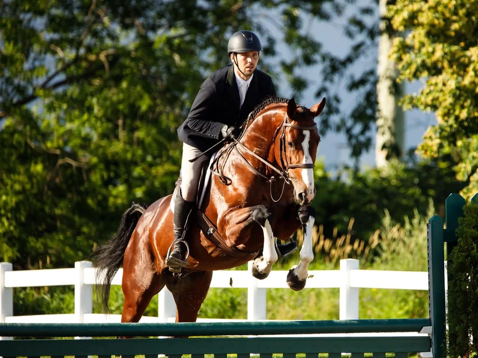 Warmbloods For Sale – Hidden Creek Ranch