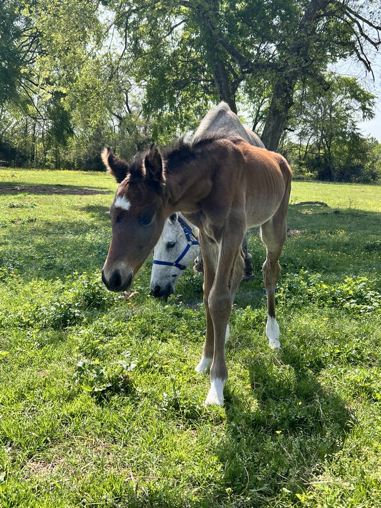 Sold Horses – Hidden Creek Ranch